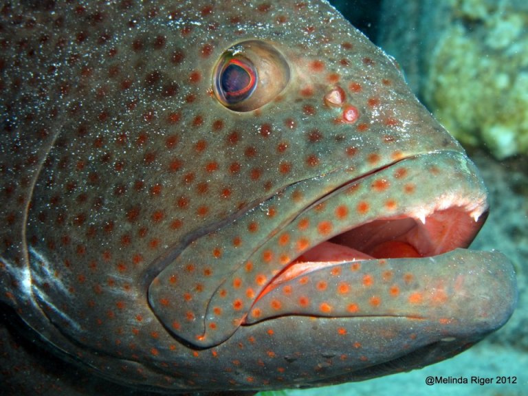 TIGER GROUPER Mycteroperca tigris – BAHAMAS REEF FISH (12) | ROLLING ...