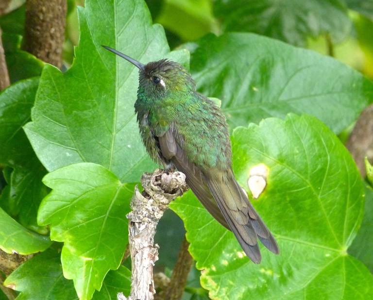 A CUBAN EMERALD HUMMINGBIRD AT DELPHI, ABACO | ROLLING HARBOUR ABACO