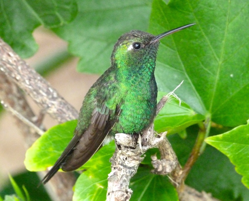 A CUBAN EMERALD HUMMINGBIRD AT DELPHI, ABACO | ROLLING HARBOUR ABACO