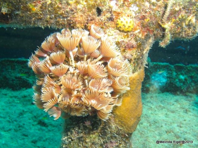 Abaco Barrier Reef | ROLLING HARBOUR ABACO