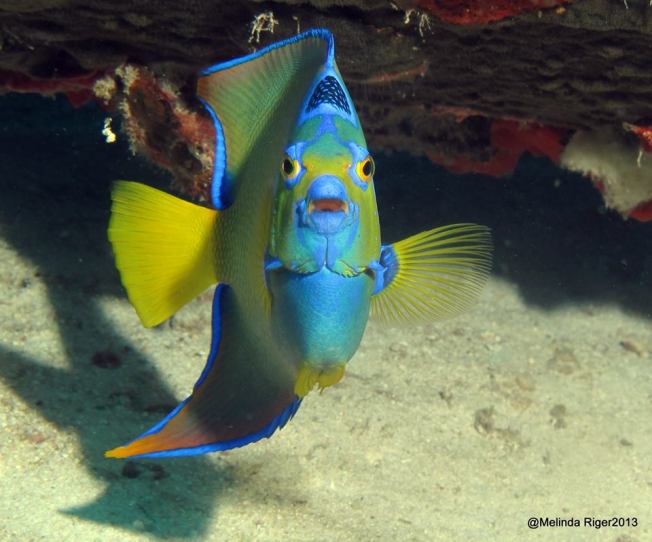 SUBMARINE SUPERMODELS: POUTS & GLAM EYES OF BAHAMAS REEF FISH | ROLLING ...