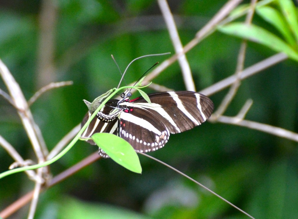 BUTTERFLIES ON ABACO, BAHAMAS (1) ZEBRA HELICONIANS | ROLLING HARBOUR ABACO