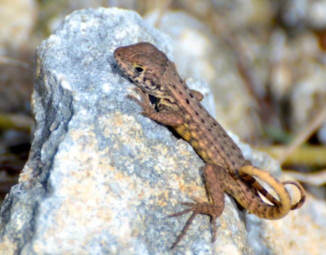 Curly Tail Lizards | ROLLING HARBOUR ABACO