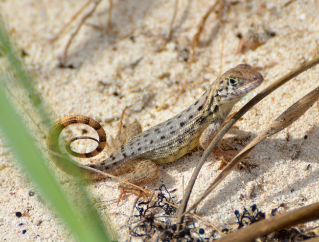 BAHAMAS CURLY TAILS ON ABACO: ENCHANTING LIZARDS | ROLLING HARBOUR ABACO