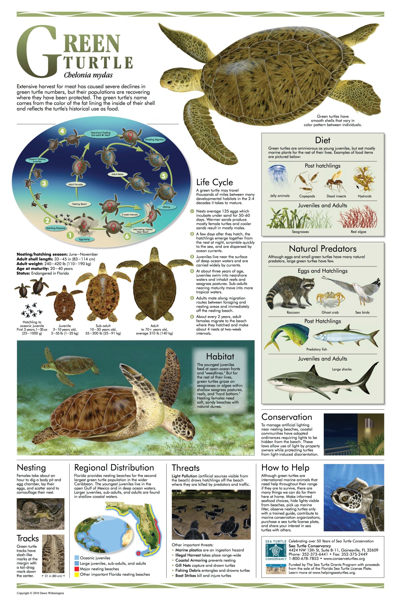 SEA TURTLE POSTERS Infographics | ROLLING HARBOUR ABACO