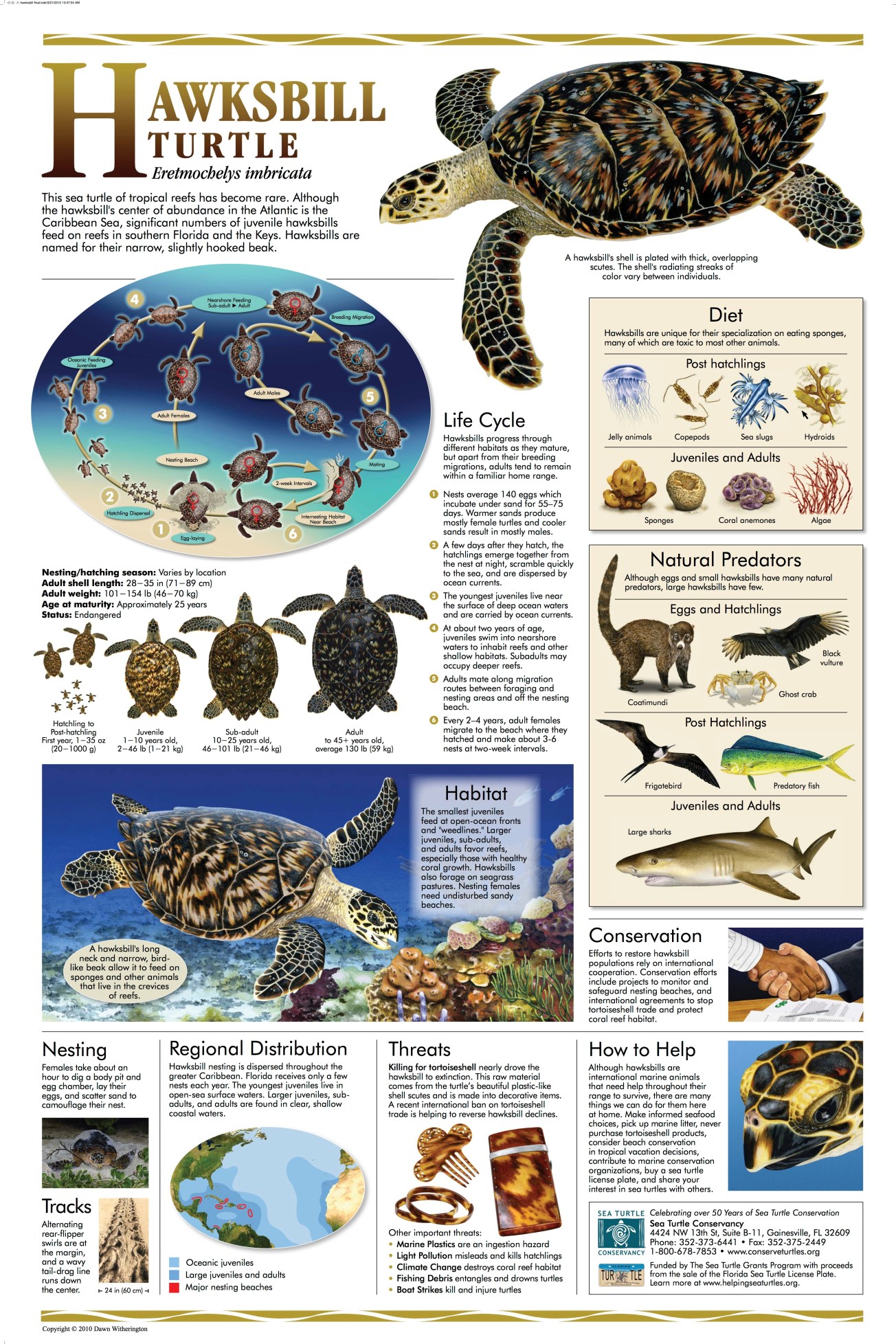 SEA TURTLE POSTERS Infographics | ROLLING HARBOUR ABACO