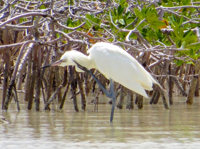 MANGROVE DIE-BACK IN THE ABACO MARLS: THE FACTS | ROLLING HARBOUR ABACO