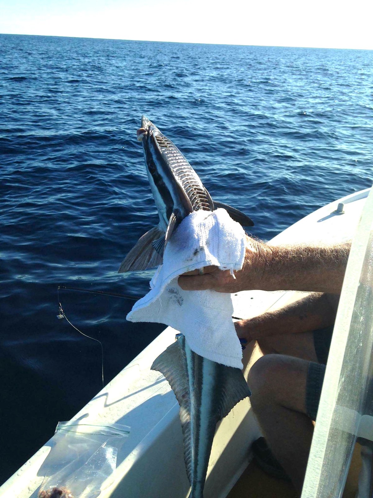 WTF? (WHAT’S THAT FISH?) 1: REMORAS: WEIRD SUCKERS | ROLLING HARBOUR ABACO