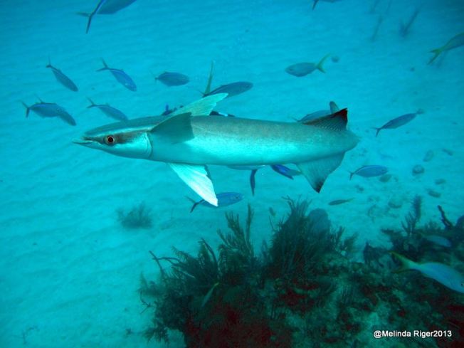 WTF? (WHAT’S THAT FISH?) 1: REMORAS: WEIRD SUCKERS | ROLLING HARBOUR ABACO