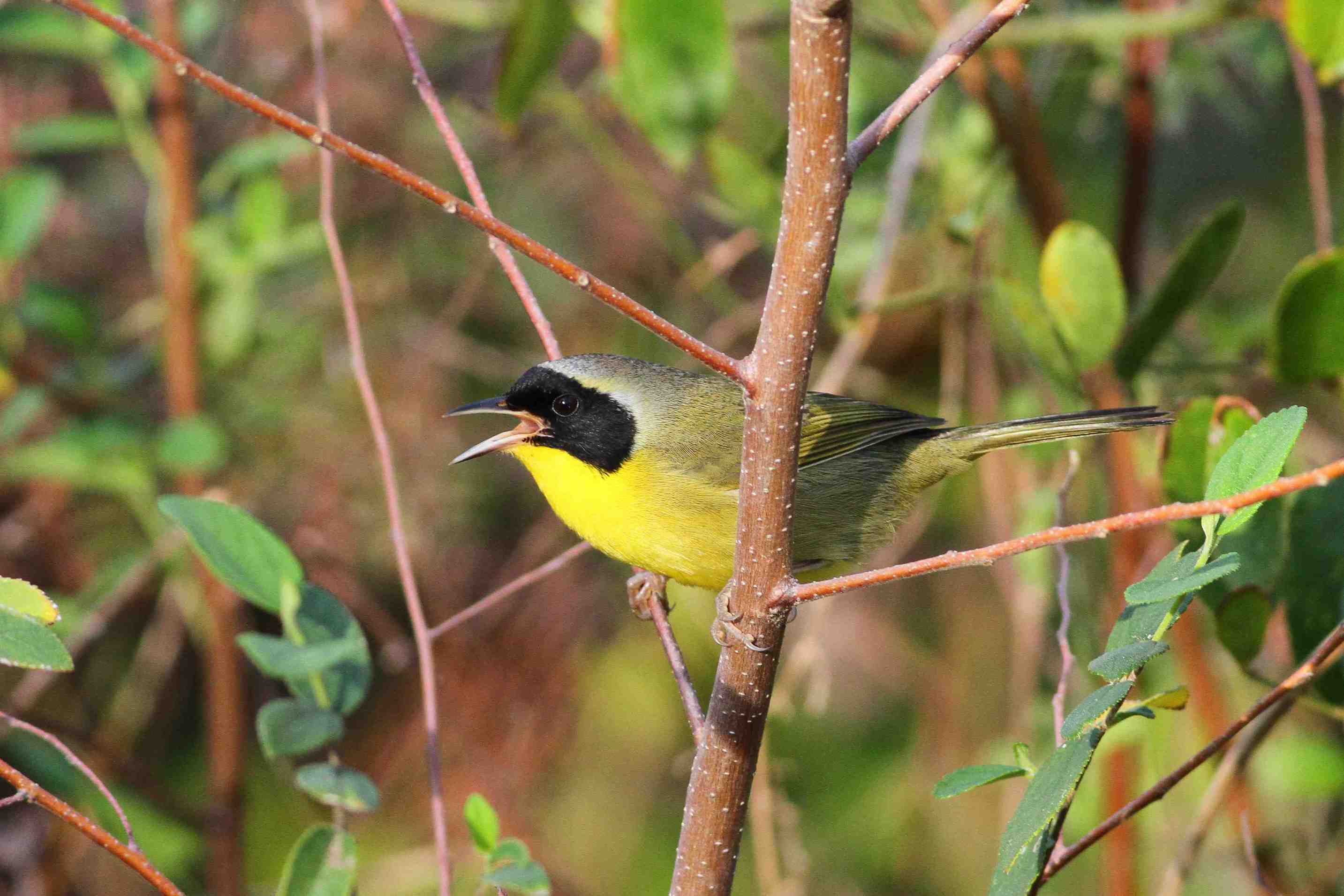 “THE DELPHI CLUB GUIDE TO THE BIRDS OF ABACO” | ROLLING HARBOUR ABACO