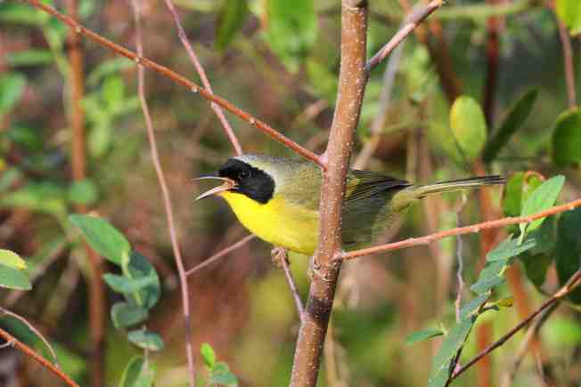 “THE DELPHI CLUB GUIDE TO THE BIRDS OF ABACO” | ROLLING HARBOUR ABACO