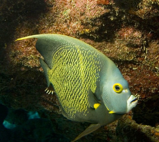 FRENCH ANGELS: BAHAMAS REEF FISH (15) | ROLLING HARBOUR ABACO