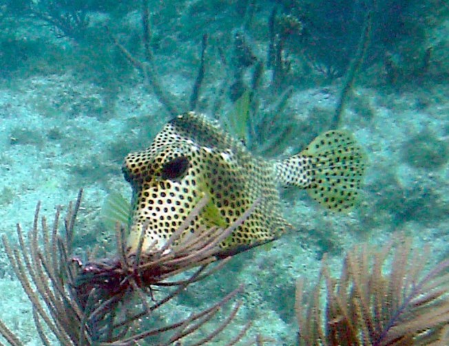 SPOTTED & SMOOTH TRUNKFISH: BAHAMAS REEF FISH (16) | ROLLING HARBOUR ABACO