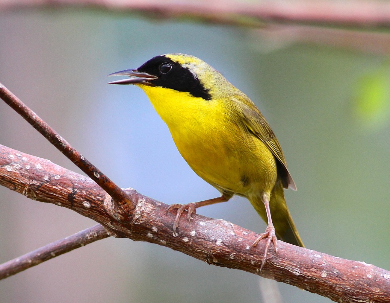 FIVE STARS: BAHAMAS ENDEMIC BIRDS (FOUR FROM ABACO) | ROLLING HARBOUR ABACO