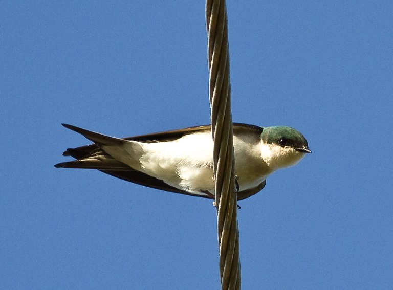 FIVE STARS: BAHAMAS ENDEMIC BIRDS (FOUR FROM ABACO) | ROLLING HARBOUR ABACO