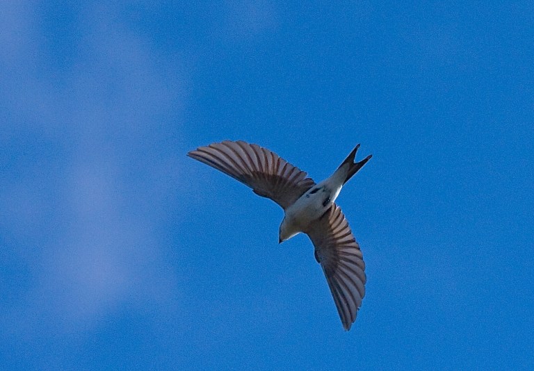 FIVE STARS: BAHAMAS ENDEMIC BIRDS (FOUR FROM ABACO) | ROLLING HARBOUR ABACO