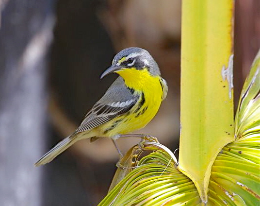 FIVE STARS: BAHAMAS ENDEMIC BIRDS (FOUR FROM ABACO) | ROLLING HARBOUR ABACO