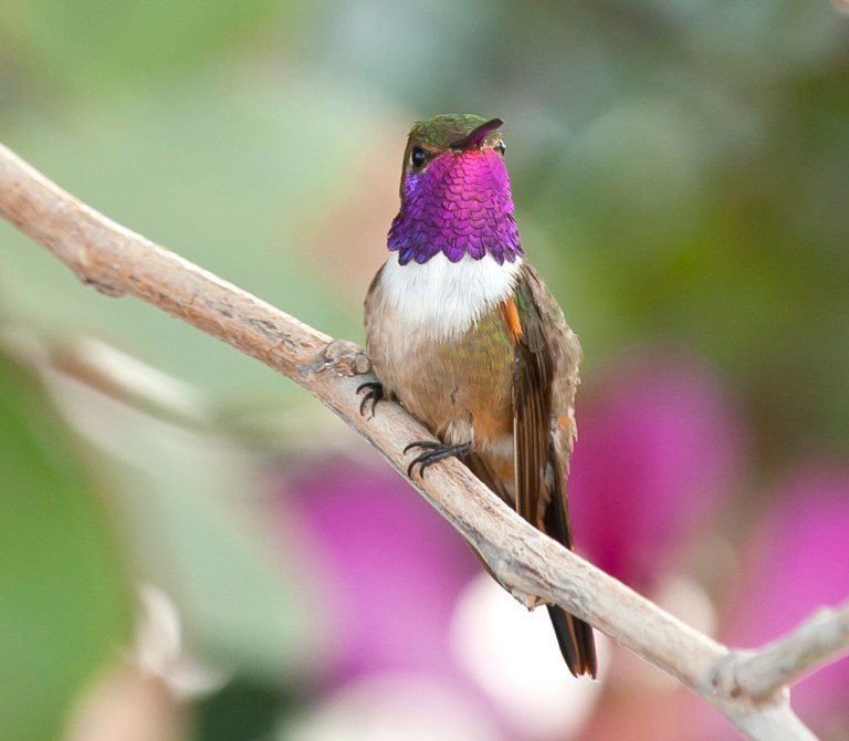 FIVE STARS: BAHAMAS ENDEMIC BIRDS (FOUR FROM ABACO) | ROLLING HARBOUR ABACO