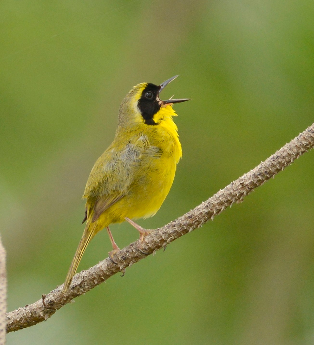 FIVE STARS: BAHAMAS ENDEMIC BIRDS (FOUR FROM ABACO) | ROLLING HARBOUR ABACO