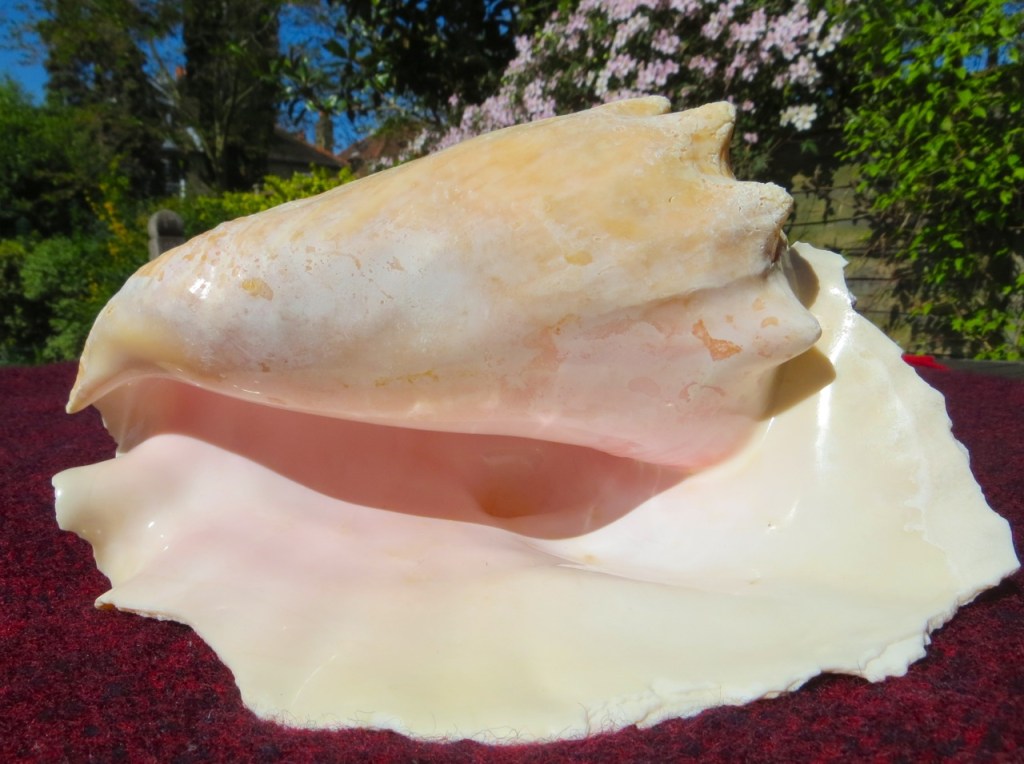 Conch Shells Bahamas | ROLLING HARBOUR ABACO