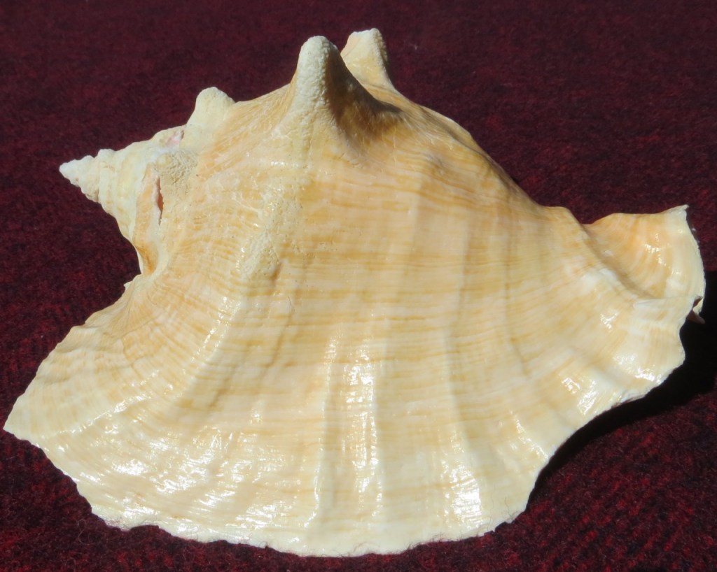Conch Shells Bahamas | ROLLING HARBOUR ABACO