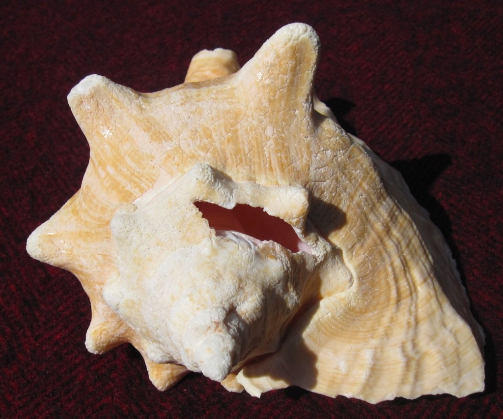 Conch Shells Bahamas | ROLLING HARBOUR ABACO