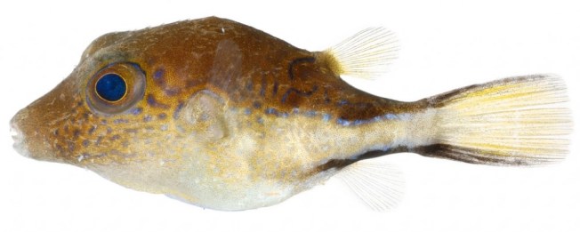 PUFFER FISH: BAHAMAS REEF FISH (19) | ROLLING HARBOUR ABACO