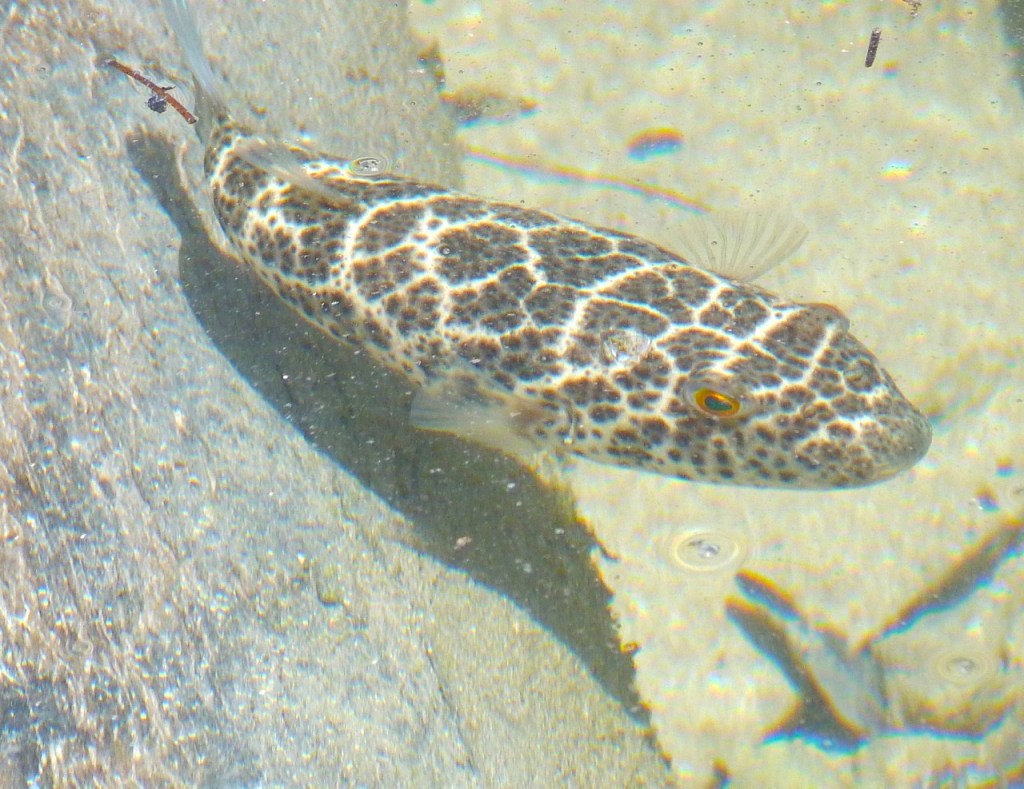 PUFFER FISH: BAHAMAS REEF FISH (19) | ROLLING HARBOUR ABACO