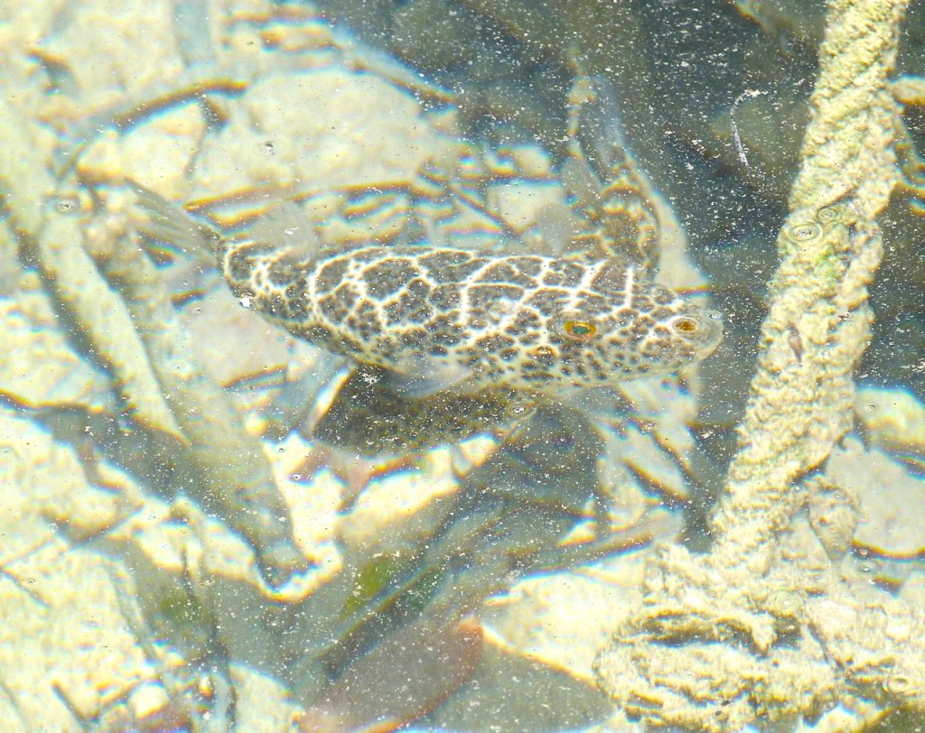 PUFFER FISH: BAHAMAS REEF FISH (19) | ROLLING HARBOUR ABACO