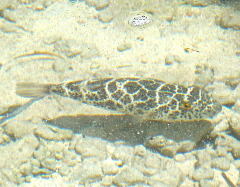 PUFFER FISH: BAHAMAS REEF FISH (19) | ROLLING HARBOUR ABACO