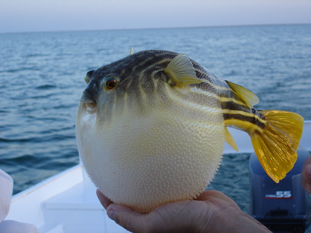 PUFFER FISH: BAHAMAS REEF FISH (19) | ROLLING HARBOUR ABACO