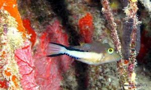 PUFFER FISH: BAHAMAS REEF FISH (19) | ROLLING HARBOUR ABACO