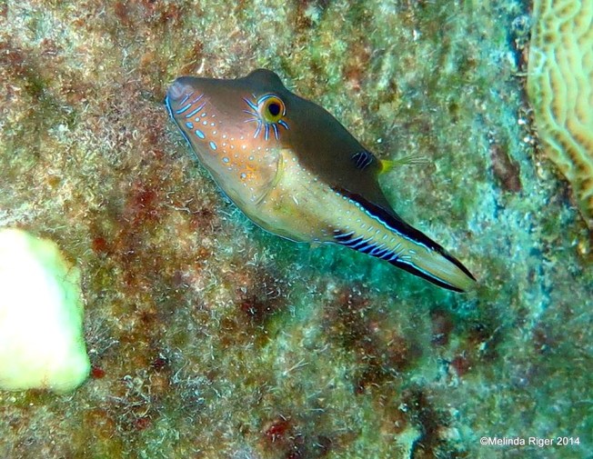 PUFFER FISH: BAHAMAS REEF FISH (19) | ROLLING HARBOUR ABACO