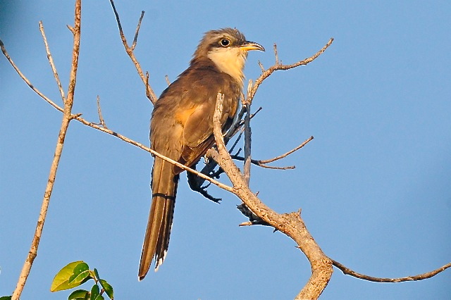 LHUDE SING, CUCCU! THE MANGROVE CUCKOO ON ABACO | ROLLING HARBOUR ABACO