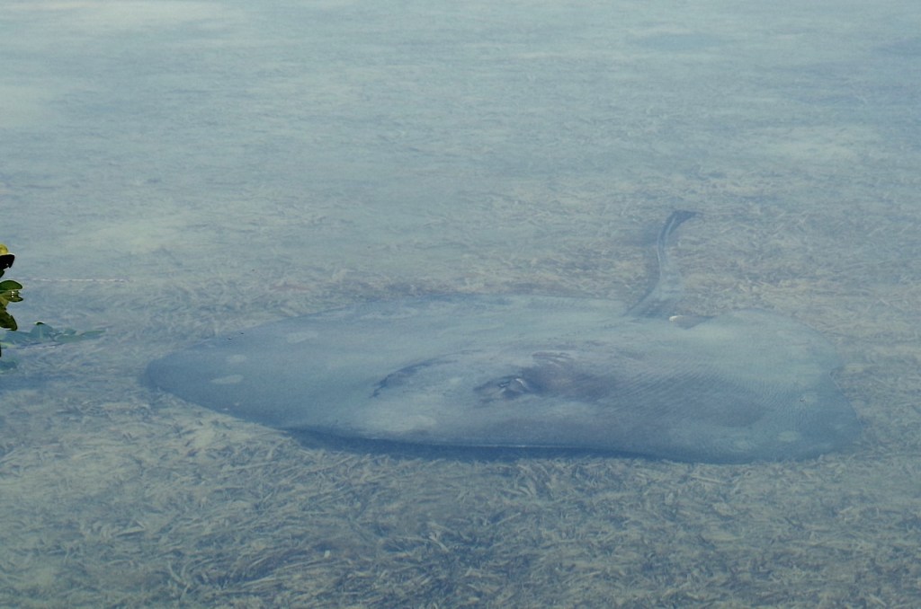 GRACE WITH ATTITUDE: SOUTHERN STINGRAYS IN THE BAHAMAS | ROLLING ...