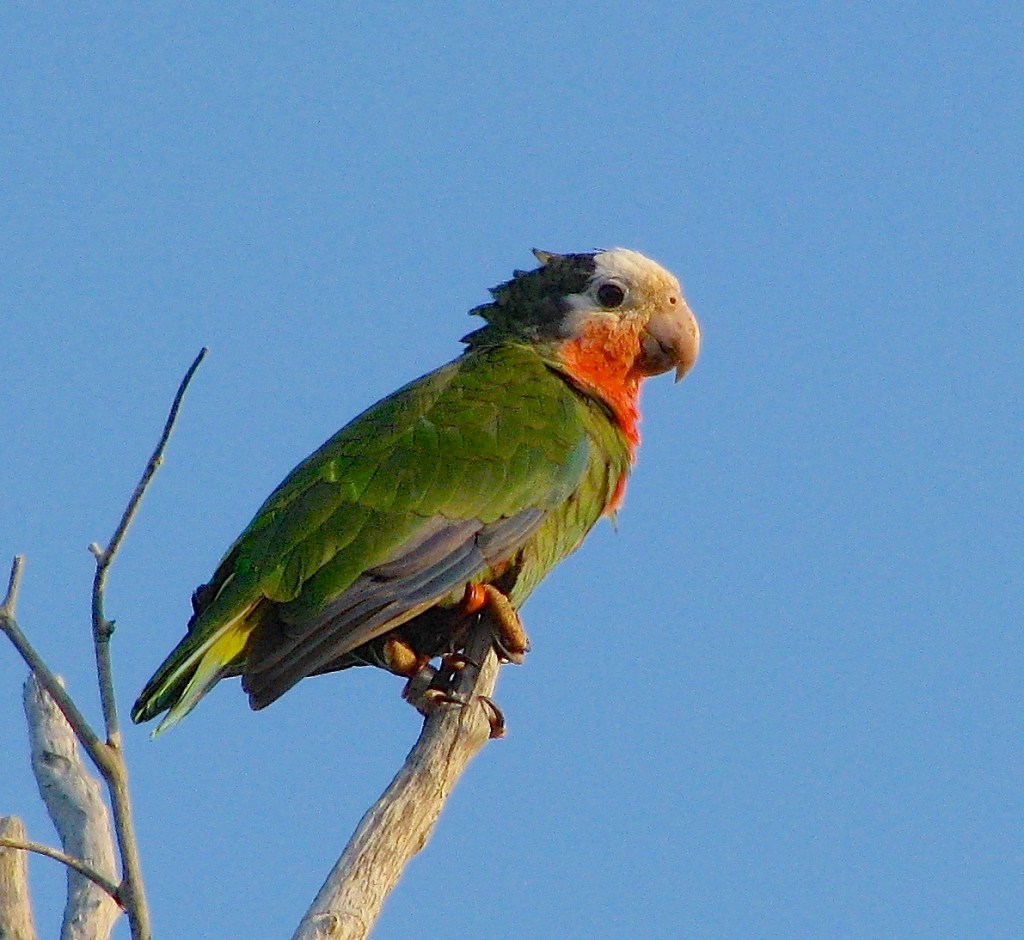 ABACO PARROTS: A GALLERY OF GORGEOUS | ROLLING HARBOUR ABACO