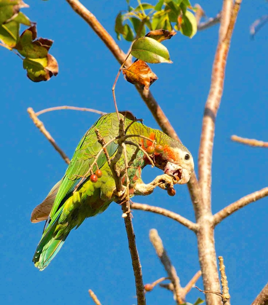 ABACO PARROTS: A GALLERY OF GORGEOUS | ROLLING HARBOUR ABACO