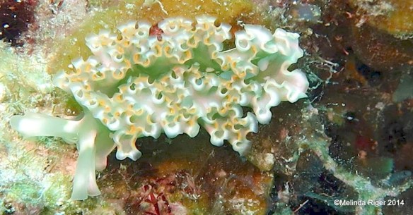 Lettuce Sea Slug Body