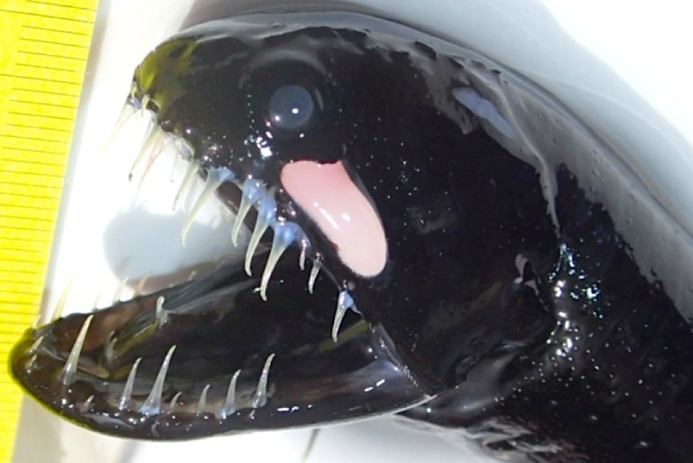 “ALIEN FROM THE DEEP”: ABACO’S SCALELESS BLACK DRAGONFISH | ROLLING ...