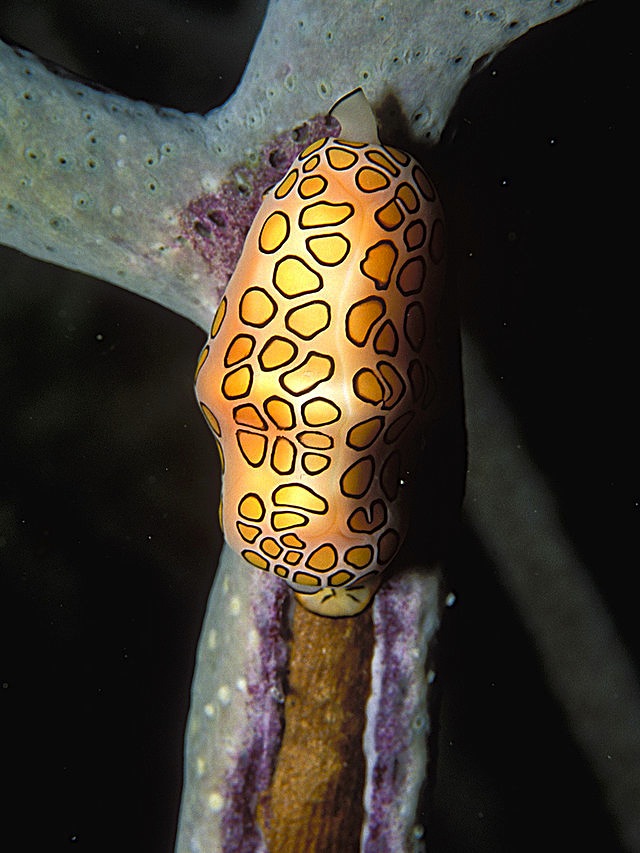 FLAMINGO TONGUE SNAILS: ALL YOU NEED TO KNOW | ROLLING HARBOUR ABACO
