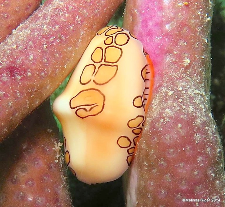 FLAMINGO TONGUE SNAILS: ALL YOU NEED TO KNOW | ROLLING HARBOUR ABACO