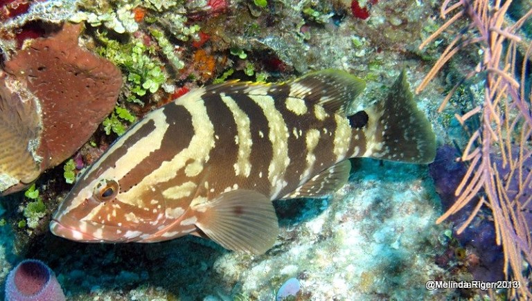 NASSAU GROUPER: VULNERABLE, ENDANGERED… & NOW PROTECTED | ROLLING ...