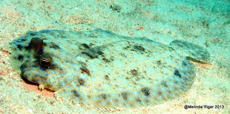 Reef Snorkelling Abaco | ROLLING HARBOUR ABACO