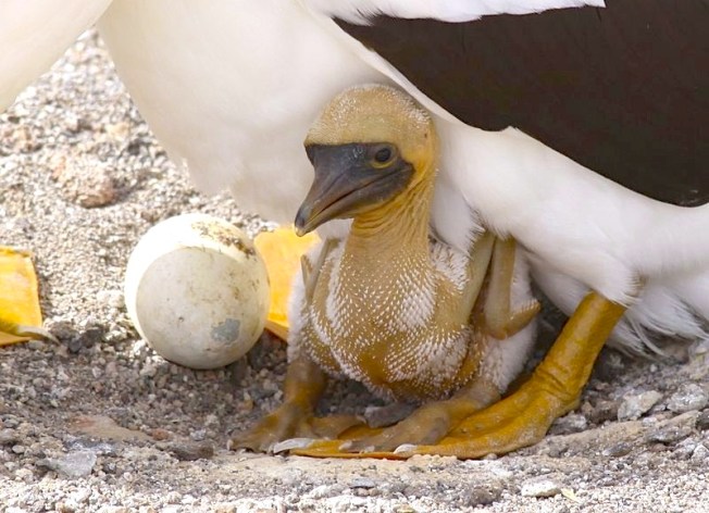 MASKED BOOBY: A SPECTACULAR NEW BIRD SPECIES FOR ABACO | ROLLING ...
