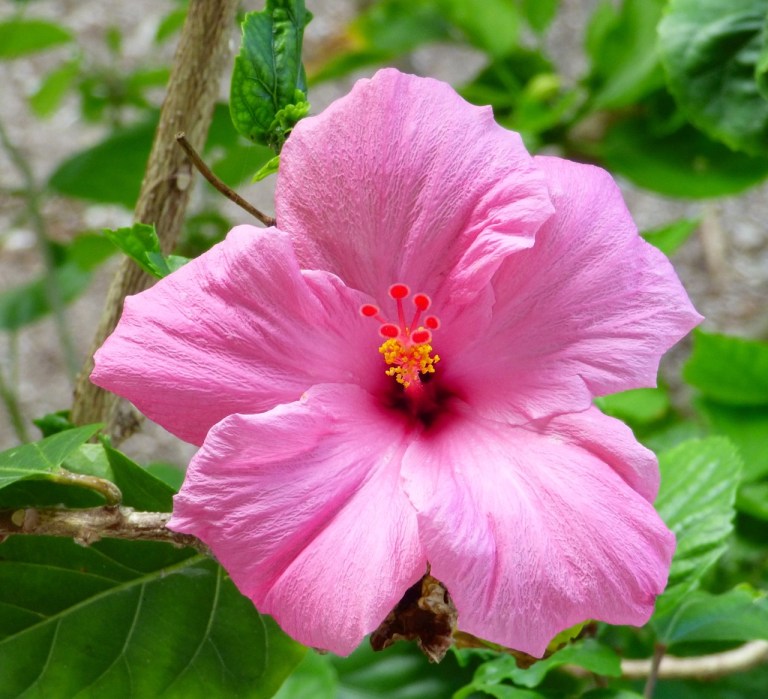 FLORA BAHAMAS | ROLLING HARBOUR ABACO