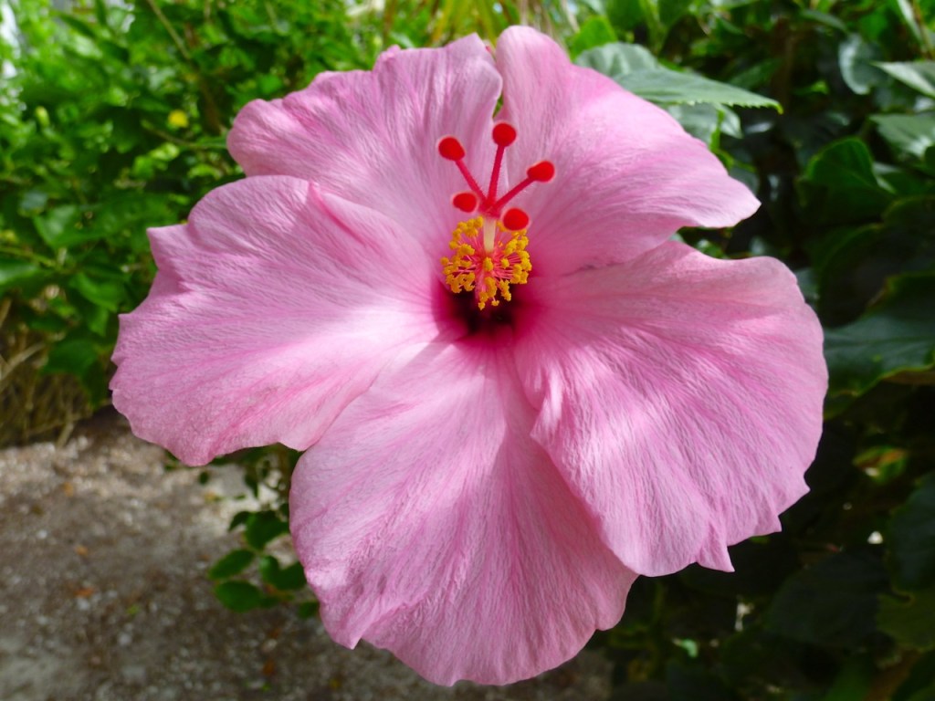 FLORA BAHAMAS | ROLLING HARBOUR ABACO