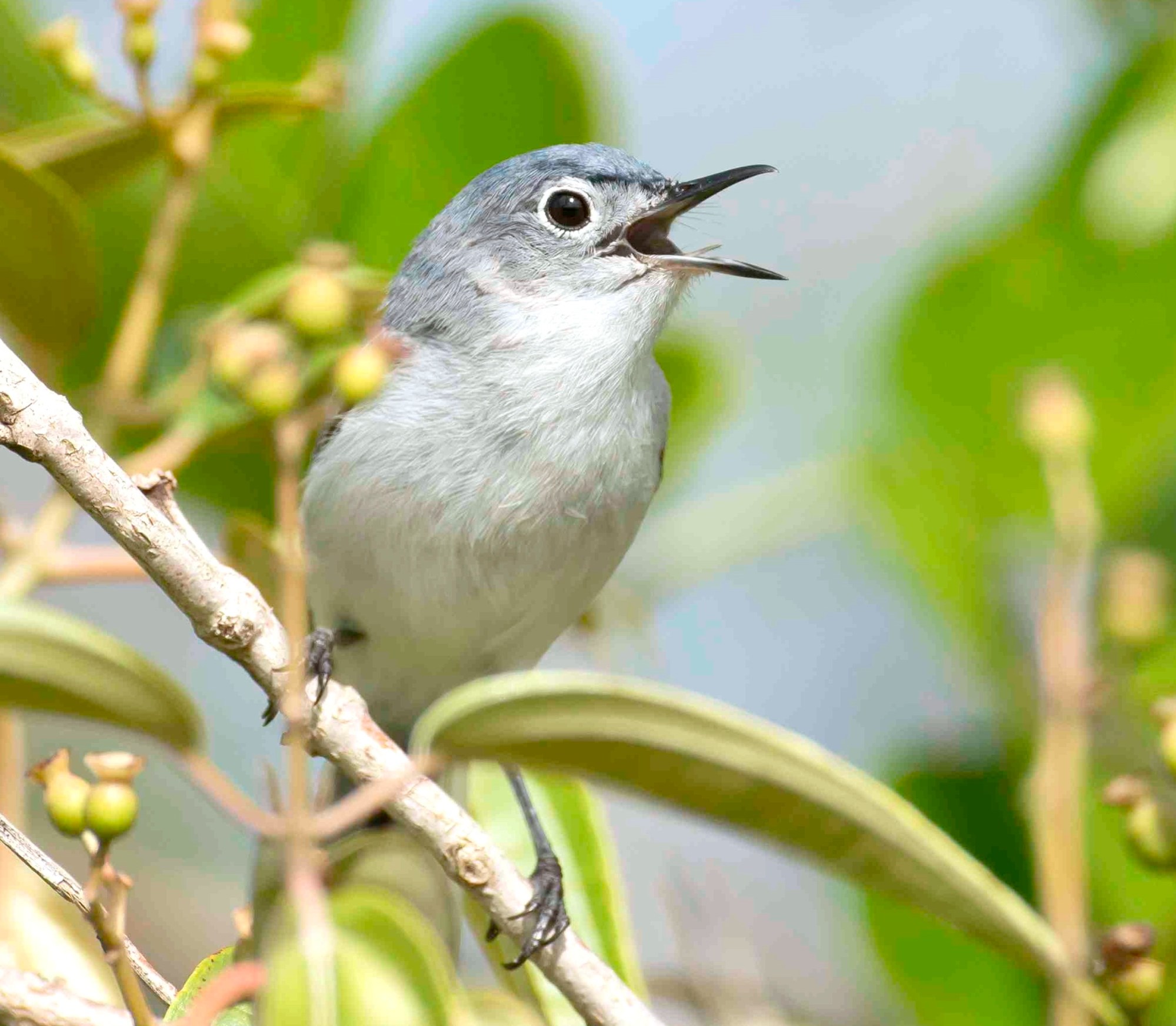 “THE DELPHI CLUB GUIDE TO THE BIRDS OF ABACO” | ROLLING HARBOUR ABACO