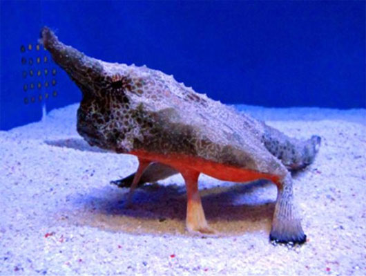 WTF? (WHAT’S THAT FISH?) (4): THE BATFISH | ROLLING HARBOUR ABACO