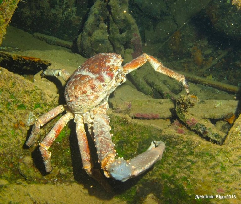 “CLINGING TO THE WRECKAGE”: BAHAMAS CLINGING CRABS | ROLLING HARBOUR ABACO