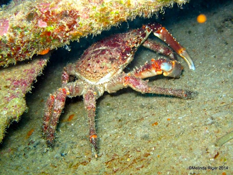 “CLINGING TO THE WRECKAGE”: BAHAMAS CLINGING CRABS | ROLLING HARBOUR ABACO